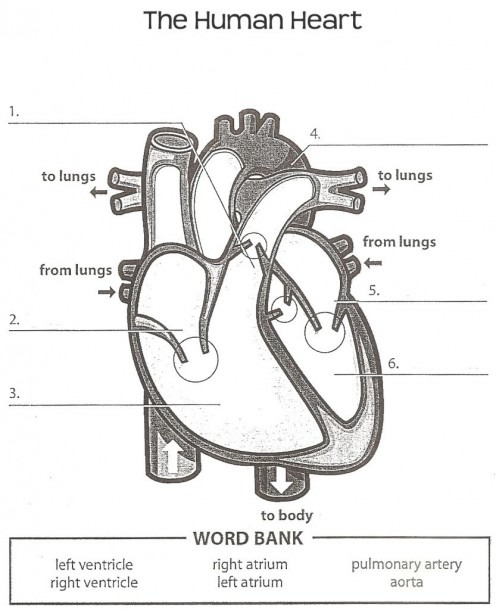 Blood Flow In The Heart Diagram Worksheet blood-flow-in-the-heart-diagram-worksheet