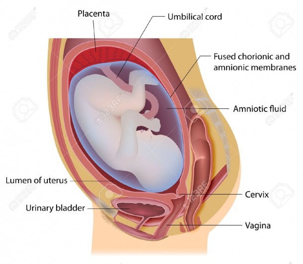 Labelled Diagram Of Baby In Womb Labelled Diagram Of Baby In Womb