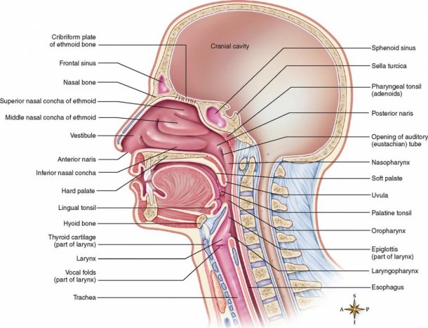Upper Respiratory Tract Diagram Upper Respiratory Tract Diagram