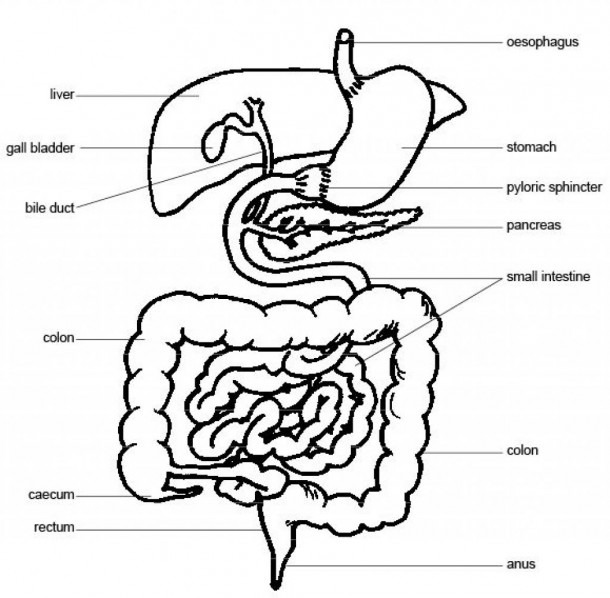 Pig Digestive System Diagram Labeled
