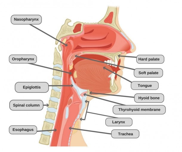 Ear Nose And Throat Anatomy Diagram